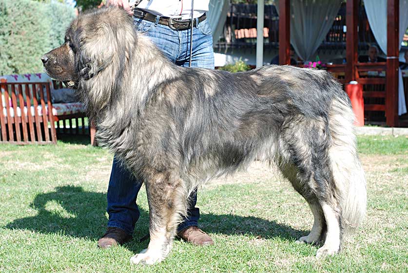 sarplaninec_aga_cacib - Sharplaninec.mk