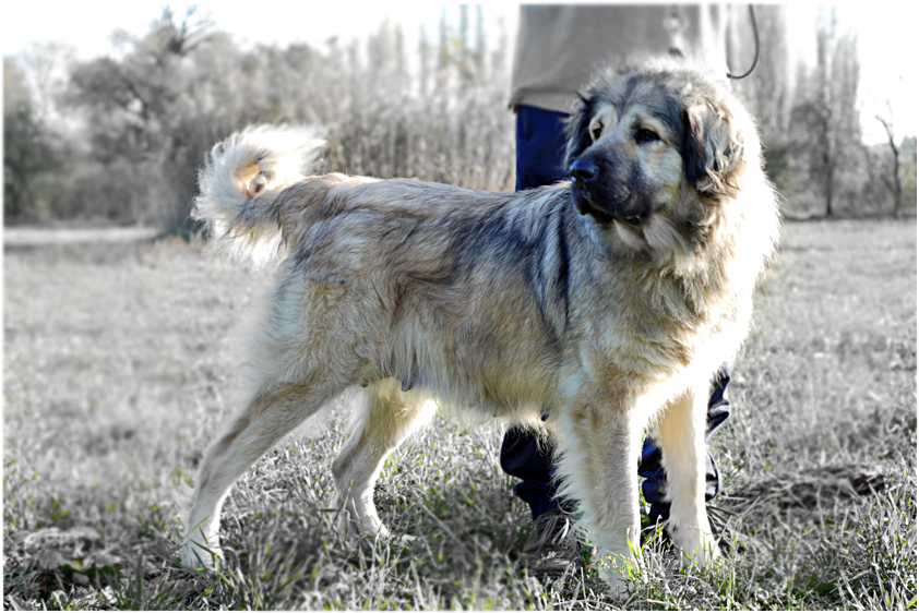 sarplaninec_standard - Sharplaninec.mk