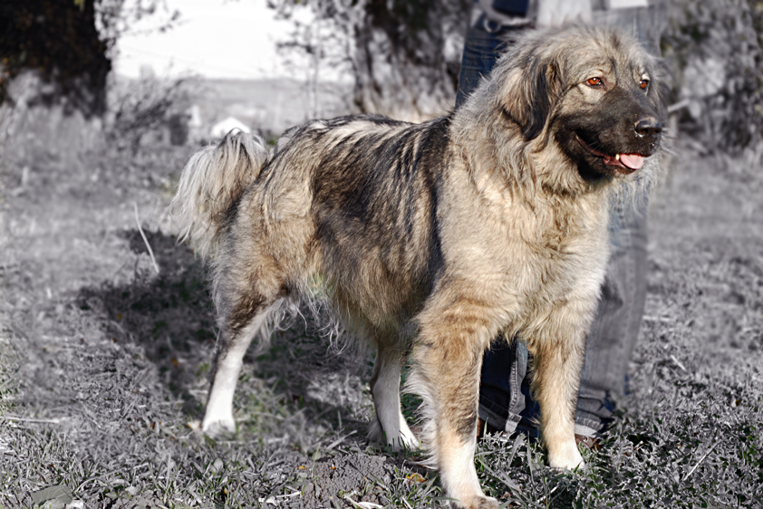 sarplaninec_standard_2 - Sharplaninec.mk